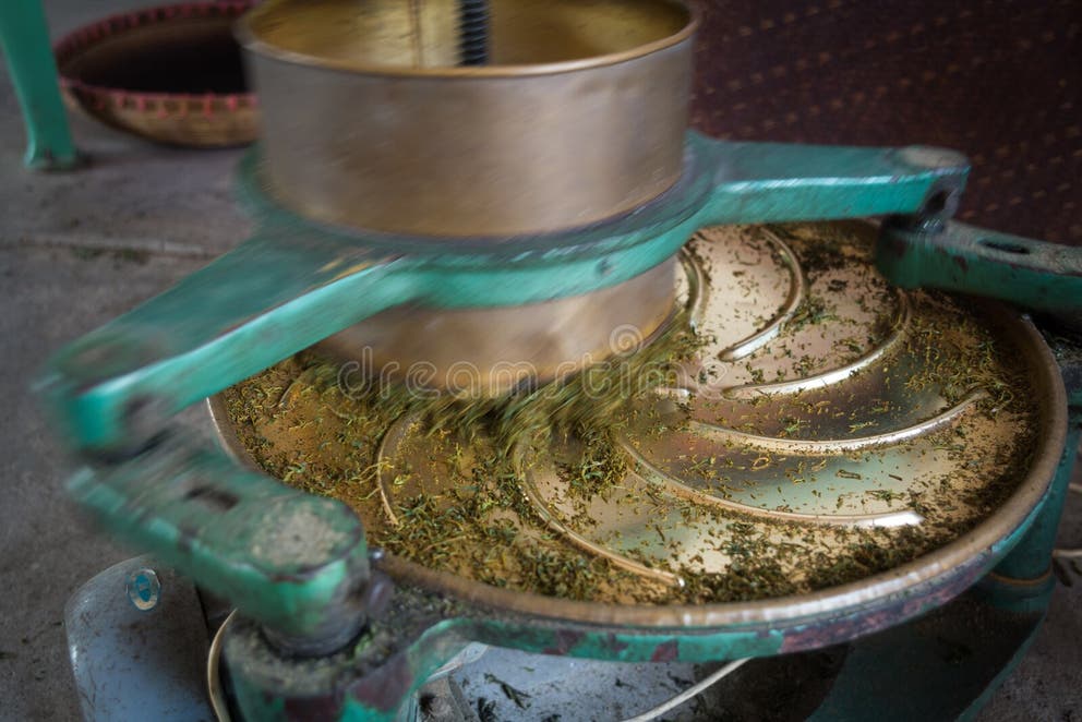 The tea making process stock photo. Image of food, plantation - 62375010