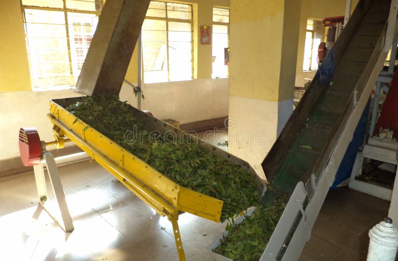 Tea Manufacturing Process, Munnar, Kerala, India Editorial Image ...