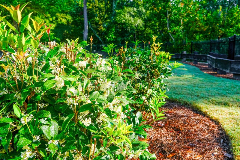 Tea Olive Shrub stock photo. Image of osmanthus, plant - 198375626