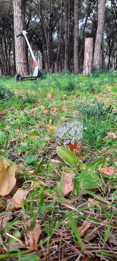 Tea outside in forest stock photo. Image of nature, grass - 272037936