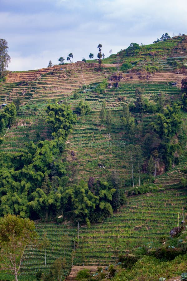 Tea and Paddy Plantation Terrace on the Hill Stock Image - Image of ...