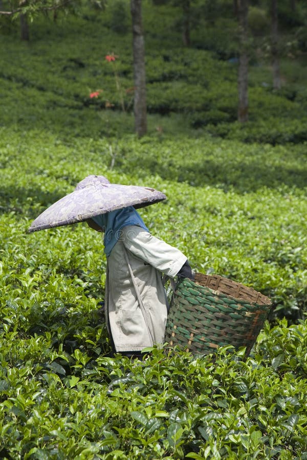 Tea picker stock image. Image of picking, field, people - 15871929