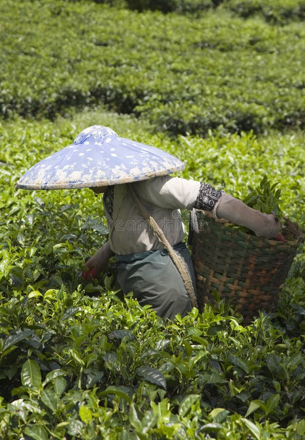Tea picker stock photo. Image of green, asia, java, leaves - 15872022