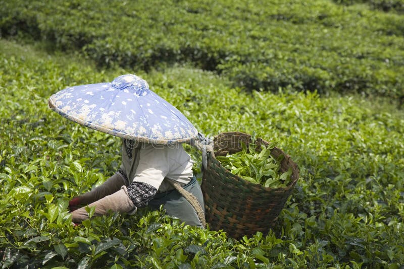Tea picker stock photo. Image of plantation, harvesting - 15872108