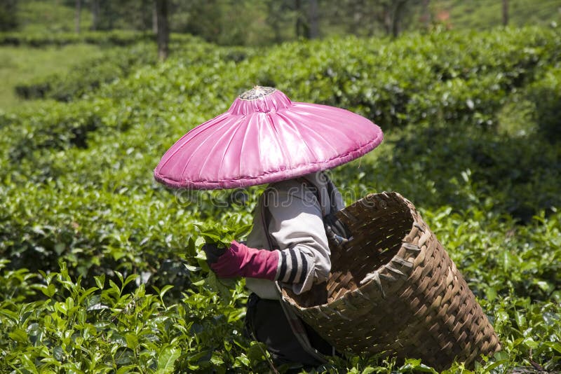 Tea picker stock image. Image of picking, java, woman - 15872345