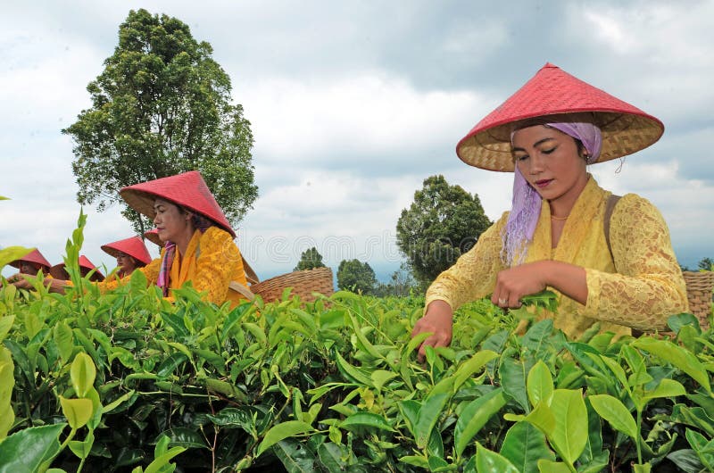 Tea picker editorial photography. Image of culture, hill - 38064627