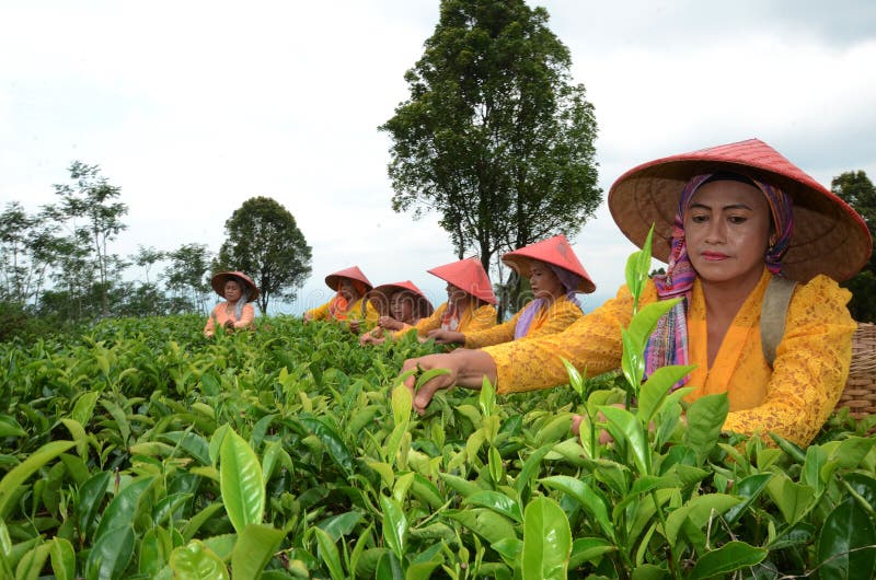 Tea picker editorial photography. Image of culture, hill - 38064627