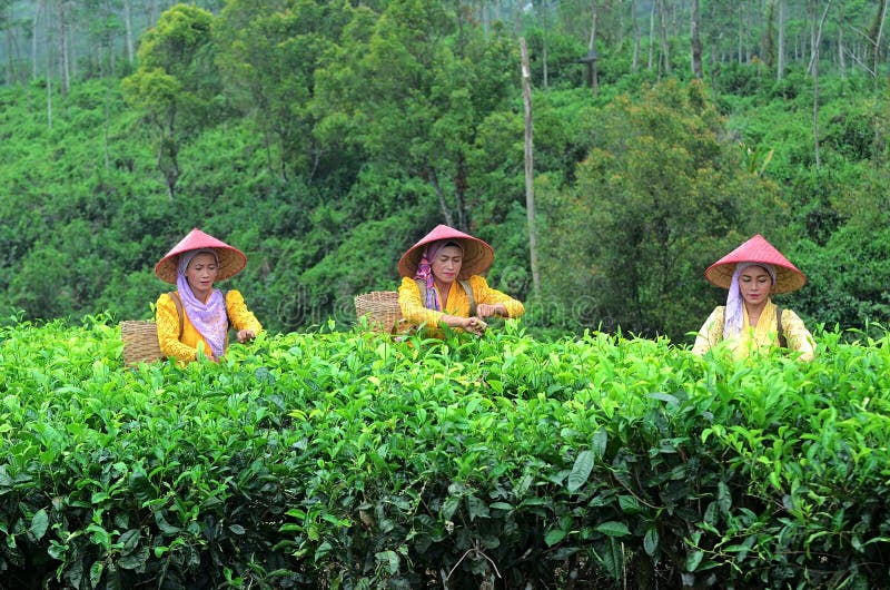 Tea picker editorial stock photo. Image of leaf, culture - 38102983