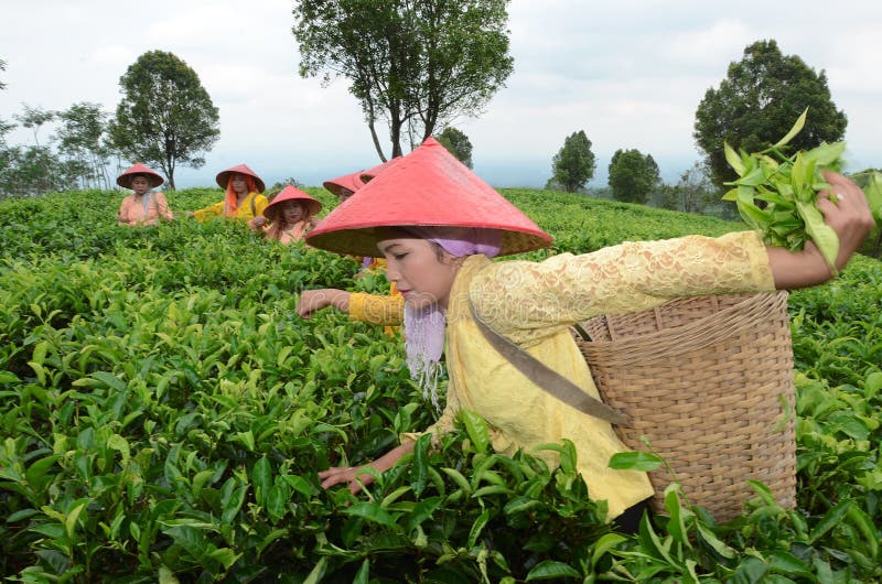 Tea picker editorial stock photo. Image of leaf, culture - 38102983