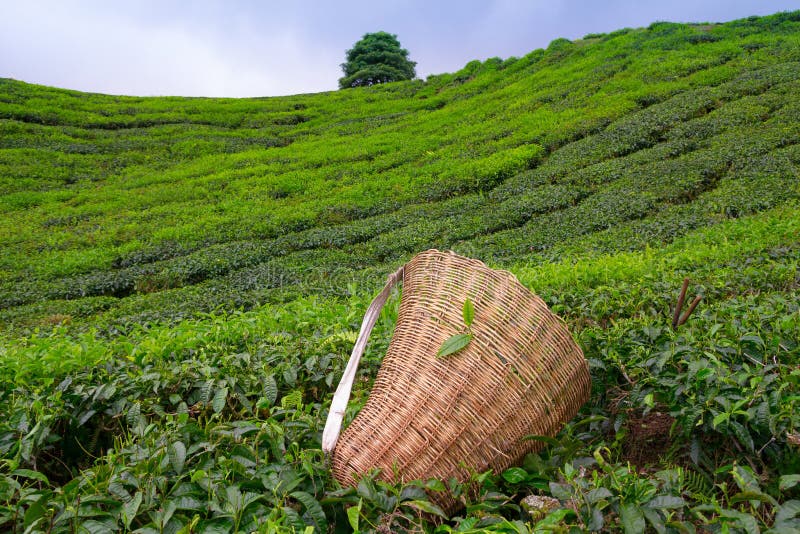 Tea picker bag stock photo. Image of leaf, estate, garden - 86227328