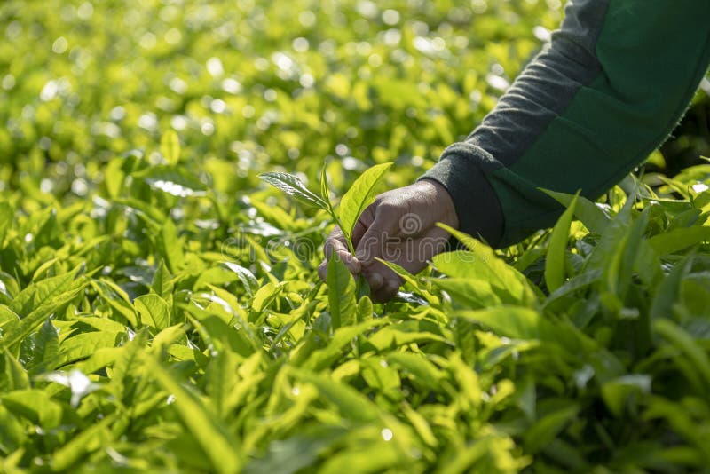 Tea Picker Picking Tea Leaf Stock Image - Image of harvest, beverage ...