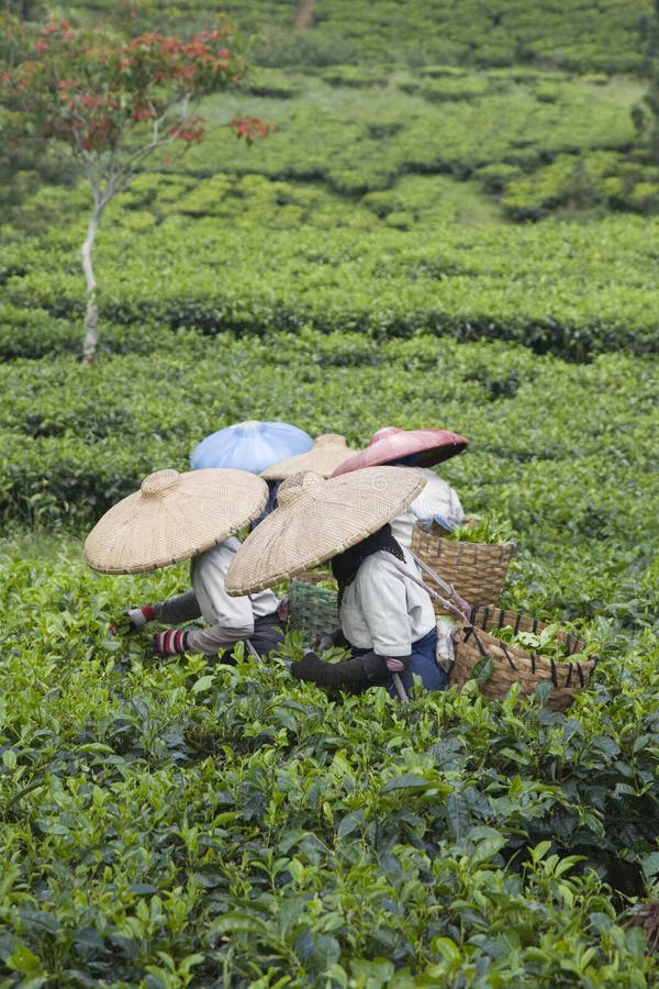 Tea pickers stock photo. Image of unrecognizable, pickers - 15872164