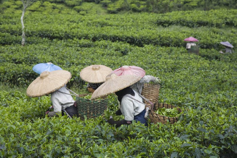 2,699 Pickers Para Stock Photos - Free & Royalty-Free Stock Photos from ...