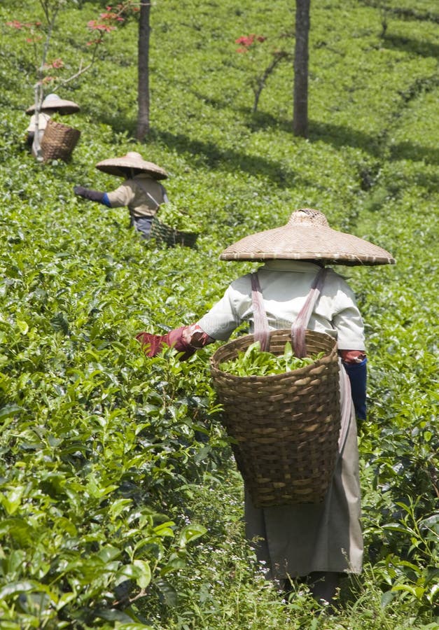 Tea pickers stock photo. Image of harvesting, leaves - 15872246