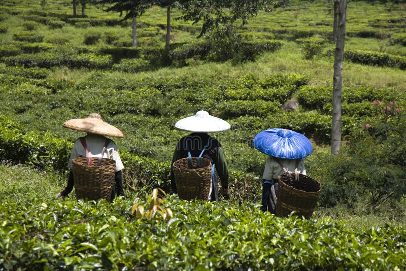 Tea pickers stock photo. Image of people, picking, indonesia - 15887460
