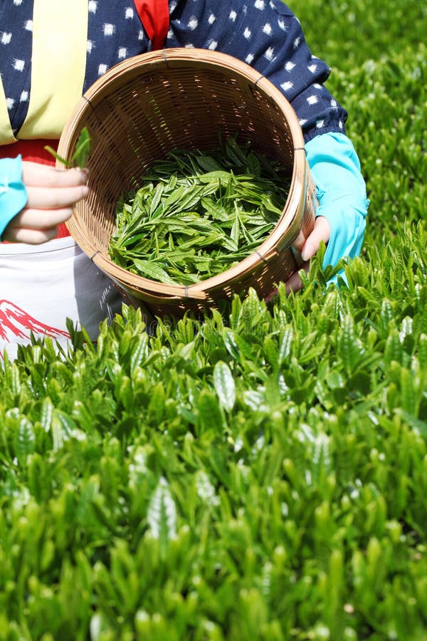 Worker Pick Tea Leaves at Tea Plantation. DA LAT, Editorial Stock Photo ...