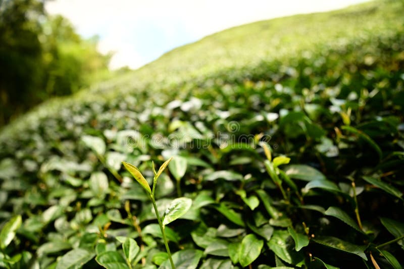Tea Picking: One Bud and Two Leaves in Taiwan Tea Garden Stock Image ...