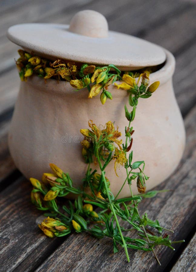 Tea plant stock image. Image of macro, earthen, vessel - 99743241