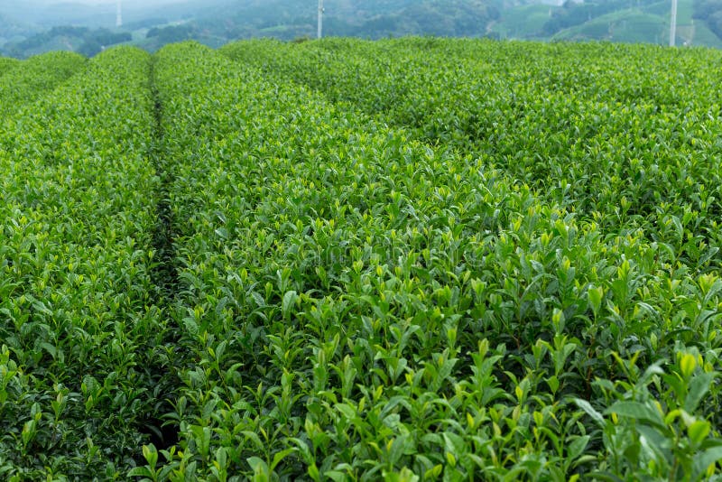 Tea plant in farm stock photo. Image of farm, agricultural - 82530762