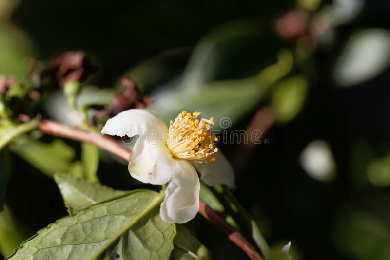Tea Plant Flower, Camellia Sinensis Stock Image - Image of asia, bloom ...