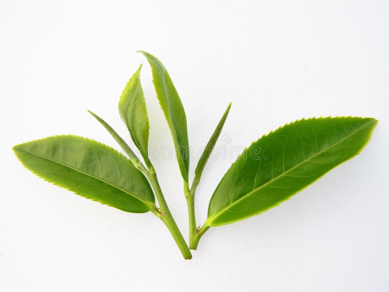 Tea Plant Stems with Green Leaves Isolated in the Light Background ...