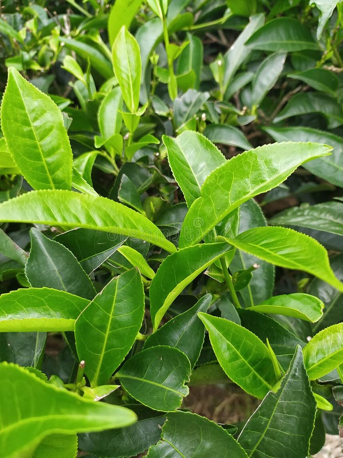 Tea plant . stock image. Image of blossom, vegetable - 192213817