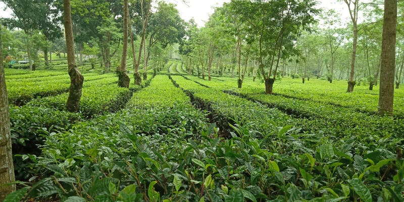Tea Plant Vegetation on East Java Stock Image - Image of plant ...