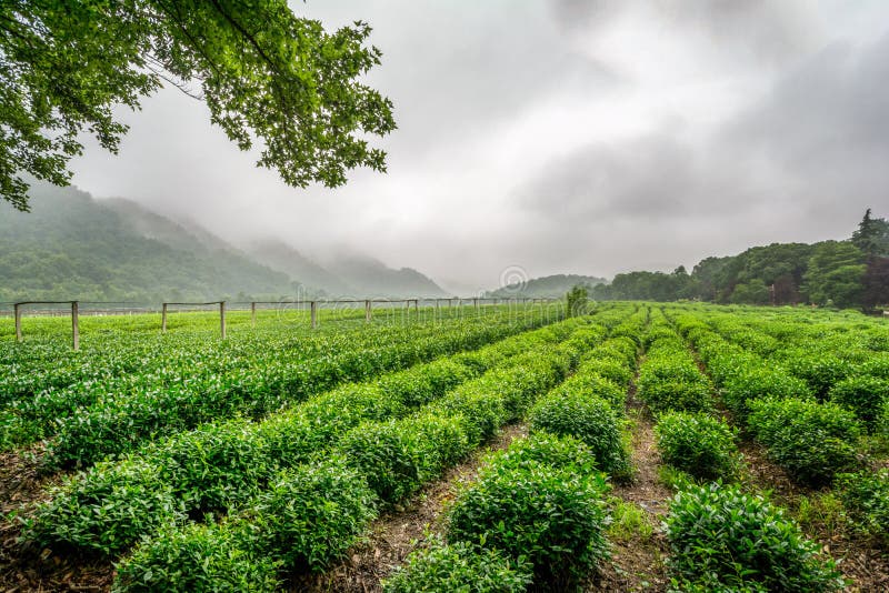Tea Plantage in Hangzhou, China Stock Image - Image of munnar, hill ...