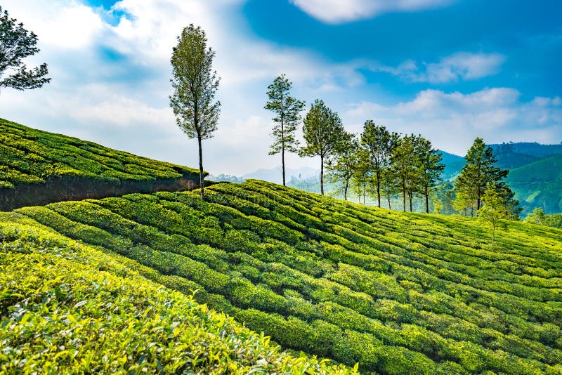 Tea Plantages in Munnar, Kerala, India Stock Photo - Image of secenery ...