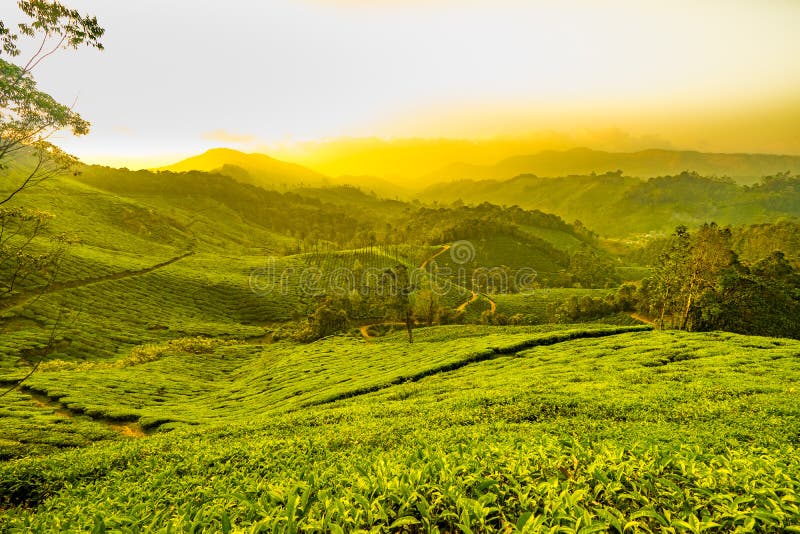 Tea Plantages in Munnar, Kerala, India Stock Image - Image of jungle ...