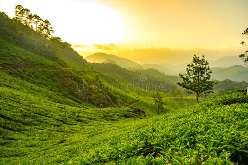 Tea Plantages in Munnar, Kerala, India Stock Photo - Image of secenery ...