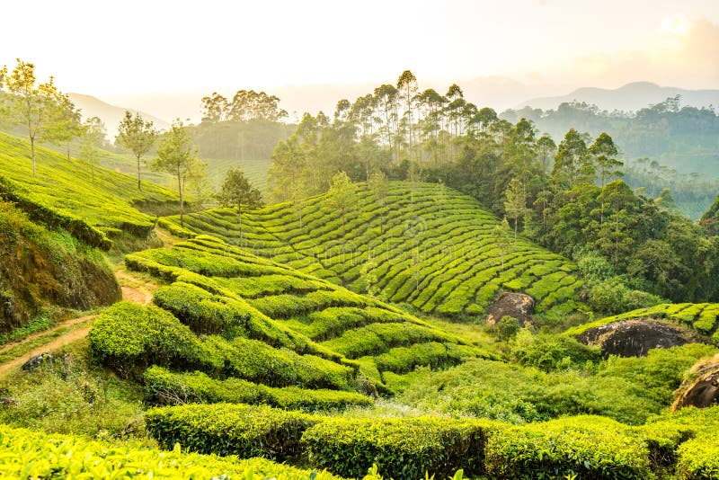Tea Plantages in Munnar, Kerala, India Stock Photo - Image of secenery ...