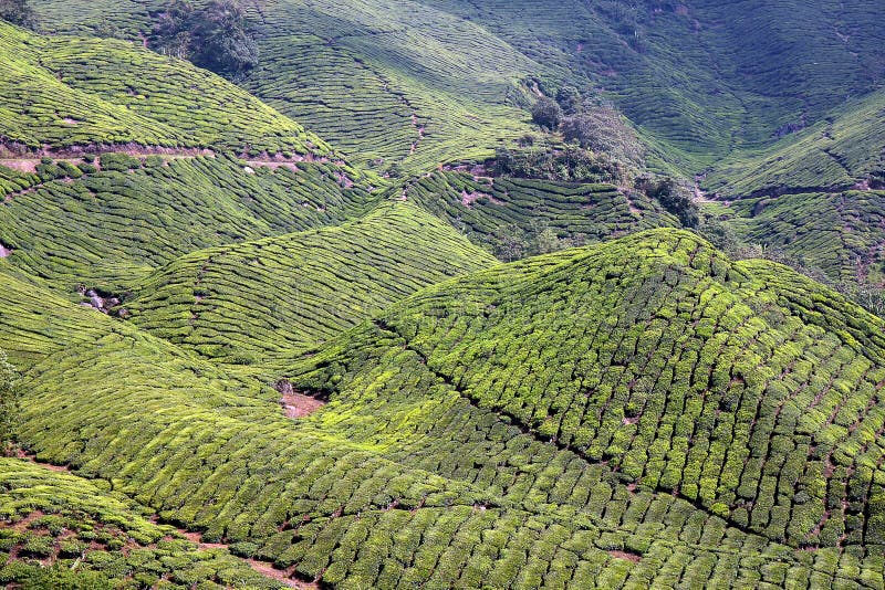 Tea Plantation stock image. Image of highlands, palas - 11280639
