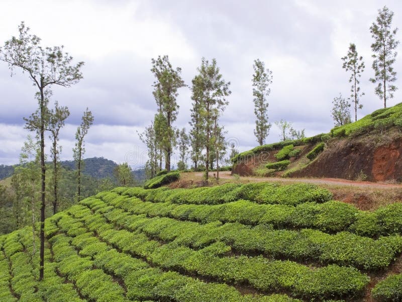 Tea plantation stock photo. Image of commercial, hills - 11930640