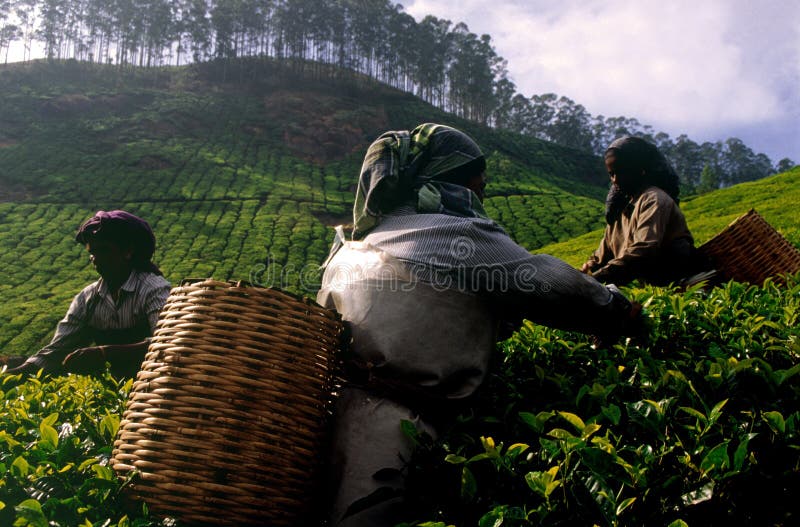 Tea plantation stock photo. Image of asia, kerala, munnar - 1314422