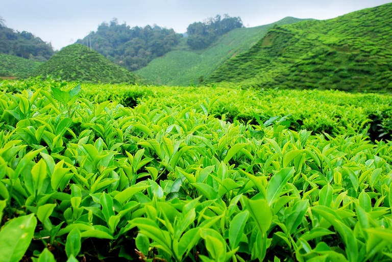 Tea plantation stock photo. Image of pahang, leaf, malaysia - 1456918