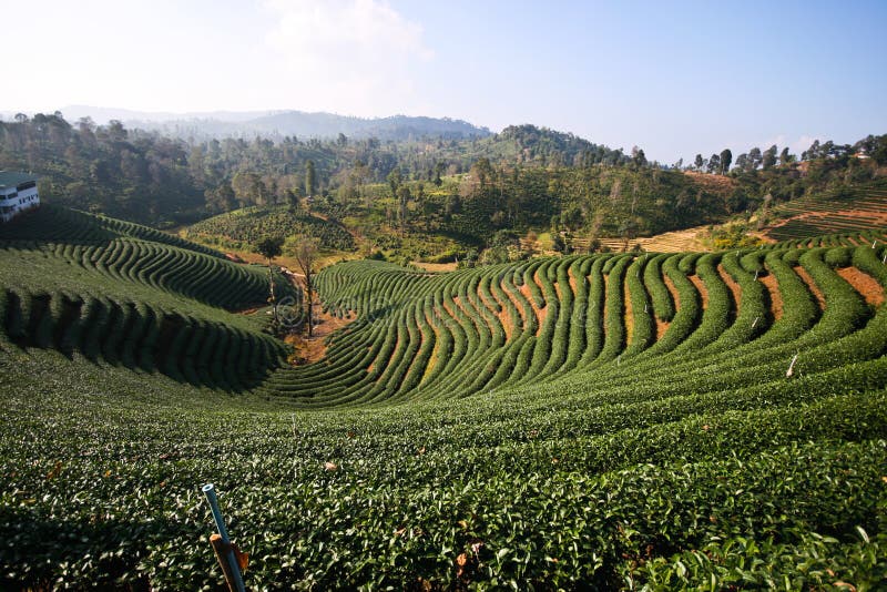 Oolong Tea Plantation in Taiwan Stock Photo - Image of round, field ...