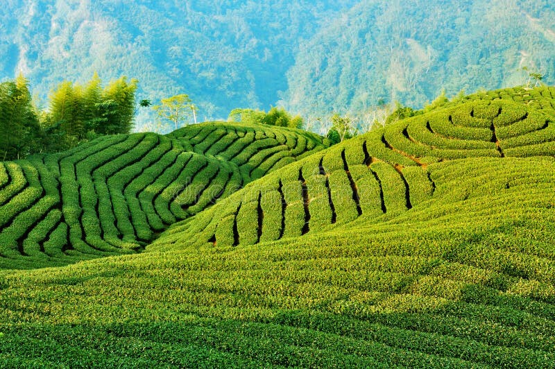Taiwanese Tea Plantation stock image. Image of plantation - 12247697