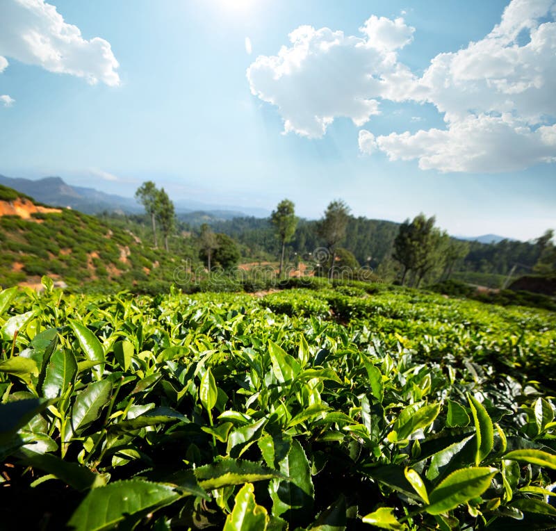 Tea plantation stock image. Image of grass, farm, plantation - 25187021