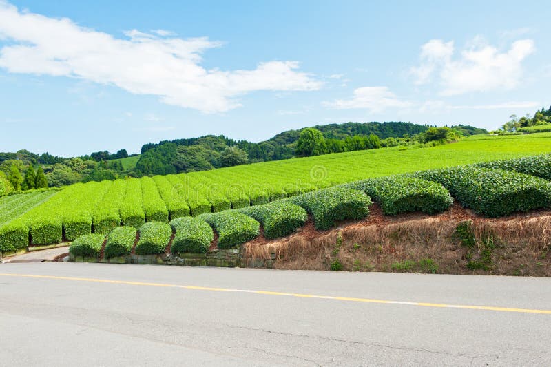 Tea Plantation in Shizuoka, Japan Stock Image - Image of leaf, japan ...