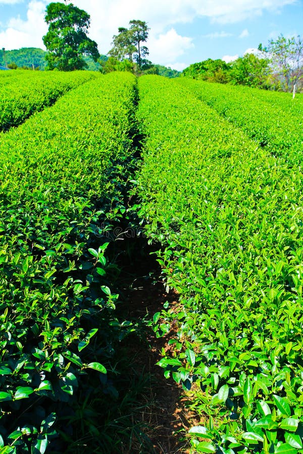 Tea plantation stock image. Image of beverage, agriculture - 38291481