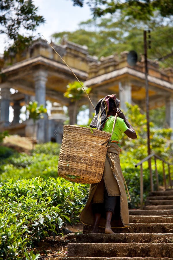 Tea plantation stock photo. Image of plantation, environment - 25143438