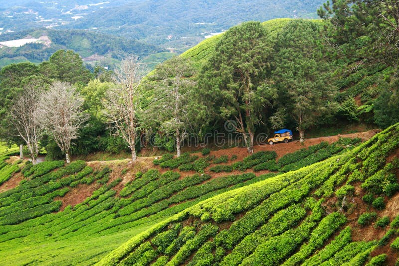 Tea plantation in Rwanda stock image. Image of landscape - 19513337