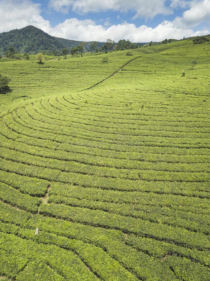 Tea Plantation from Aerial View Stock Image - Image of citrus, aerial ...