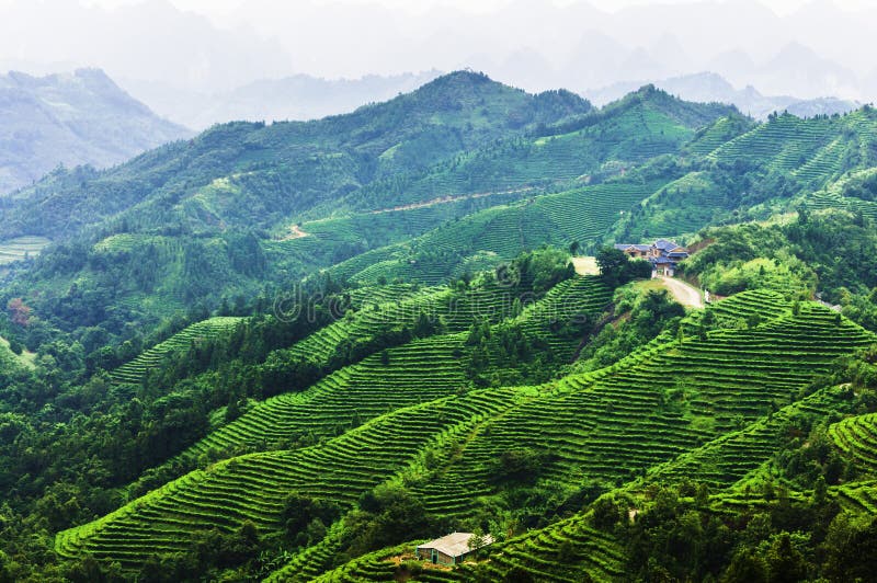 Tea Plantation Around Mountains China Stock Photos - Free & Royalty ...