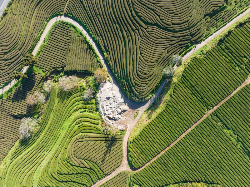 Tea Plantation Azores Aerial Top Down View Stock Photos - Free ...