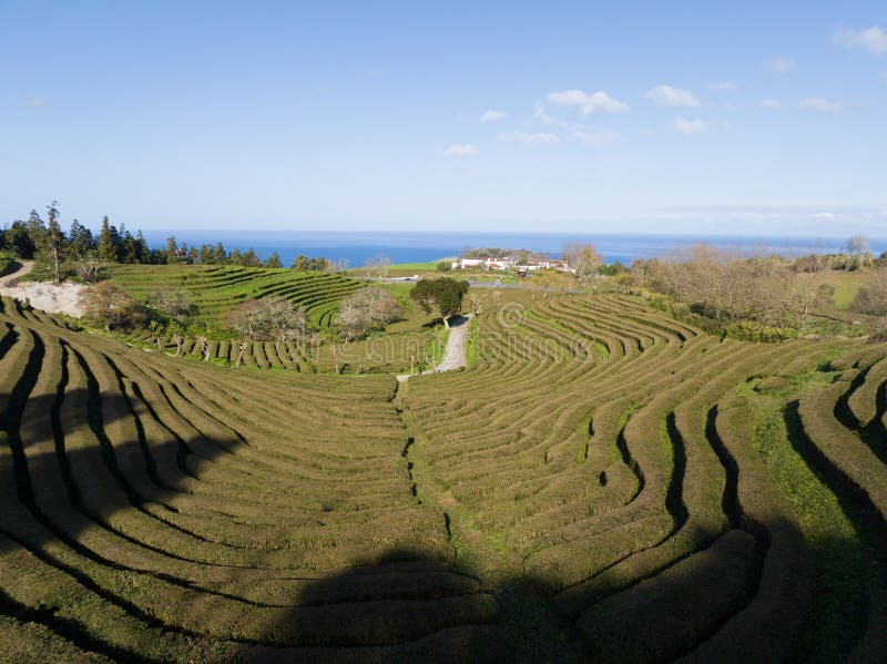 Tea Plantation Azores Aerial Top Down View Stock Photos - Free ...