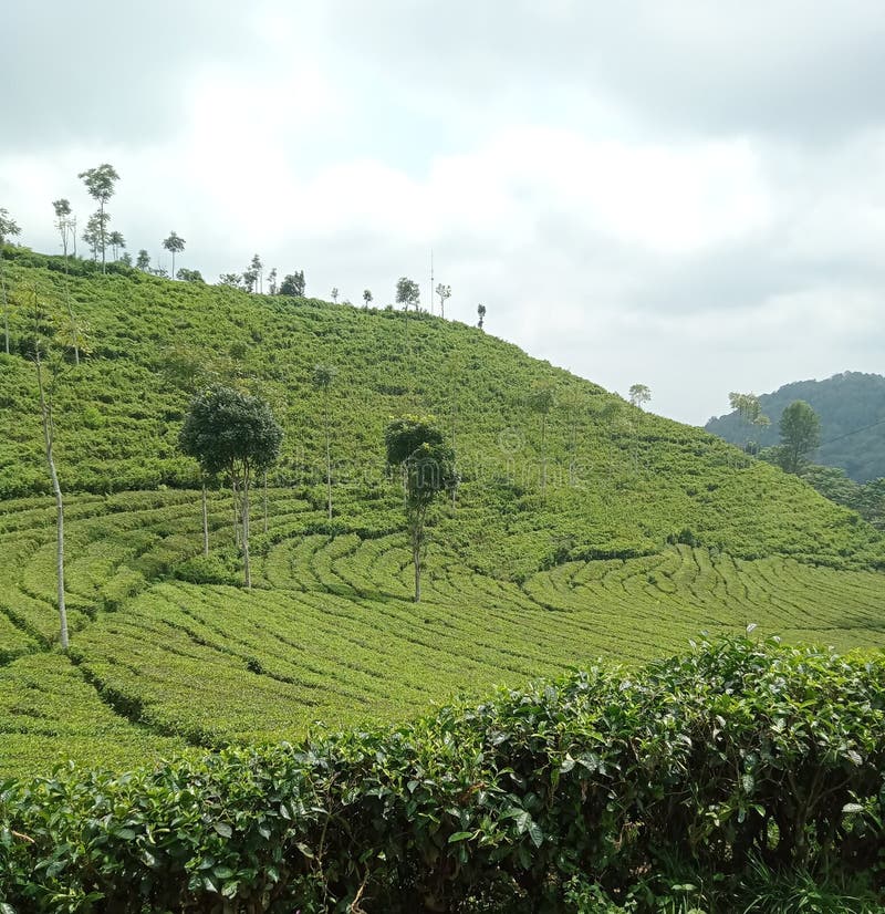 Tea plantation in Blitar stock image. Image of meadow - 231269321
