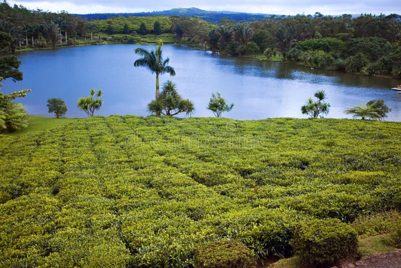 Mauritius. Farmland Surrounded by Jungle Stock Image - Image of ...