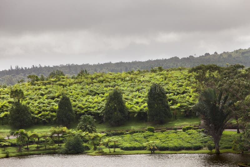 Tea Plantation (Bois Cheri) in the Foothills. Mauritius Stock Image ...